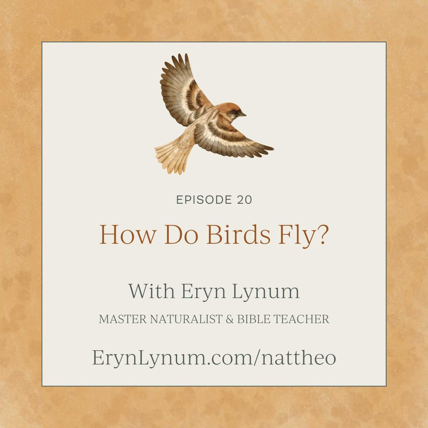 How Do Birds Fly? Episode 20 – Nat Theo Nature Lessons Rooted in the ...