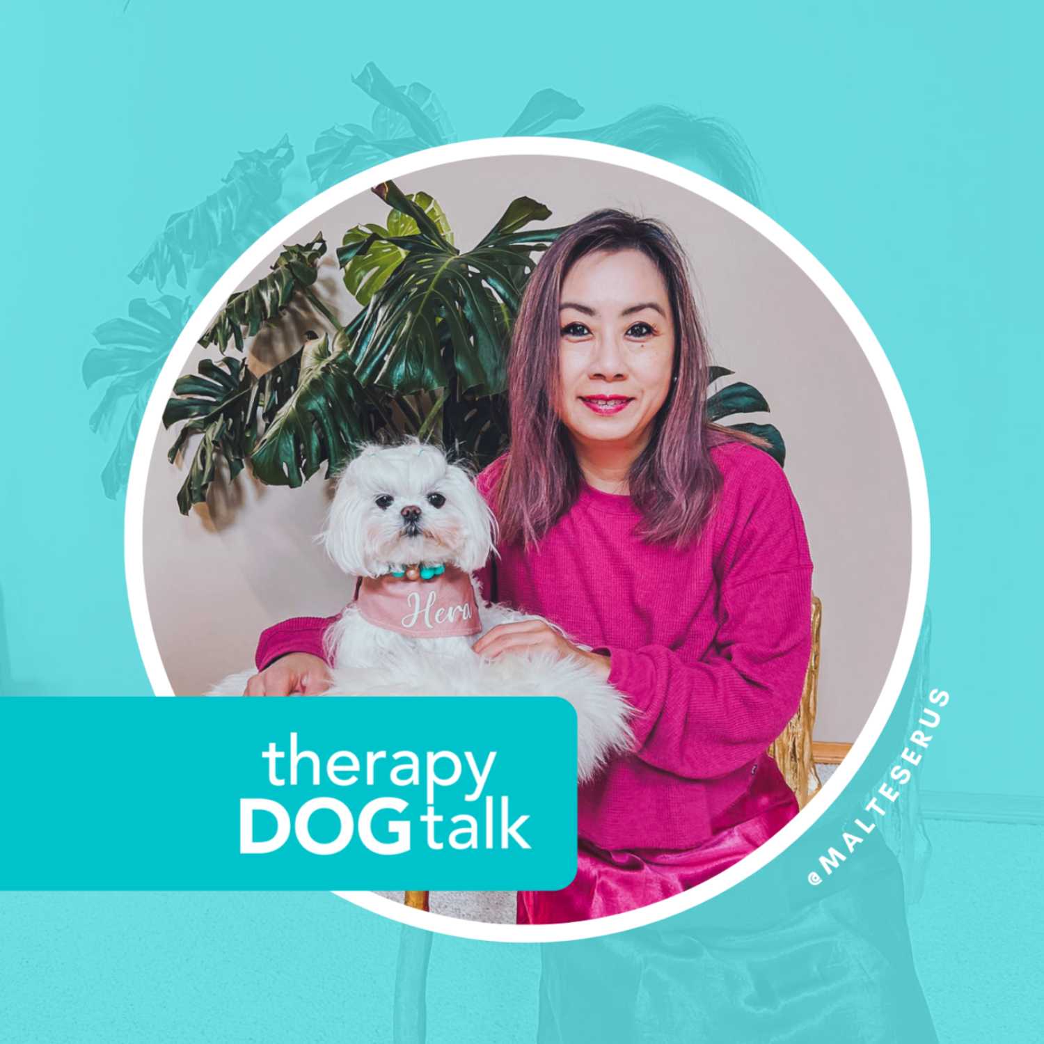 Jessica + Hera: A Maltese Therapy Dog team in Calgary. – Therapy Dog ...